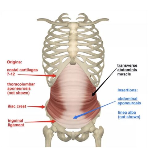 The Transverse Abdominis Muscle | Epsom Physiotherapy